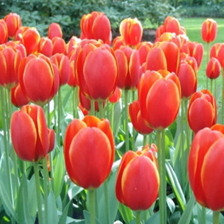 ขายหัวทิวลิป Tulip World's Favorite ดอกสีส้มเข้ม นำเข้าจากออสเตรเลีย ...